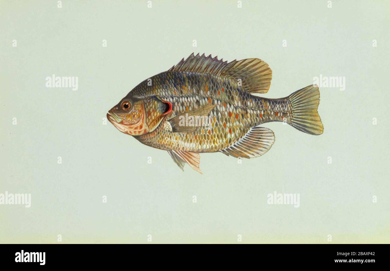 Redear sunfish lepomis microlophus hi-res stock photography and images ...