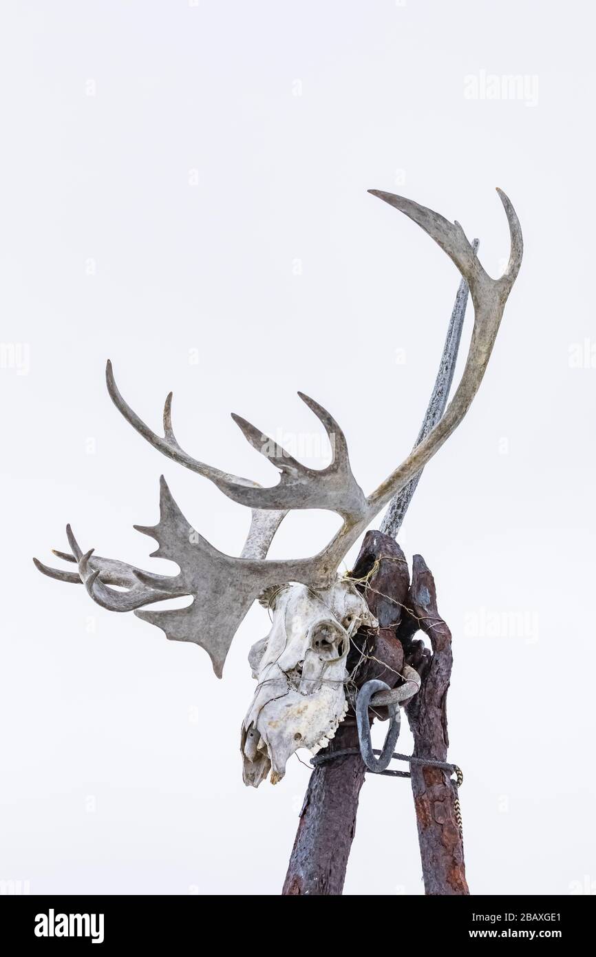 Caribou Skull