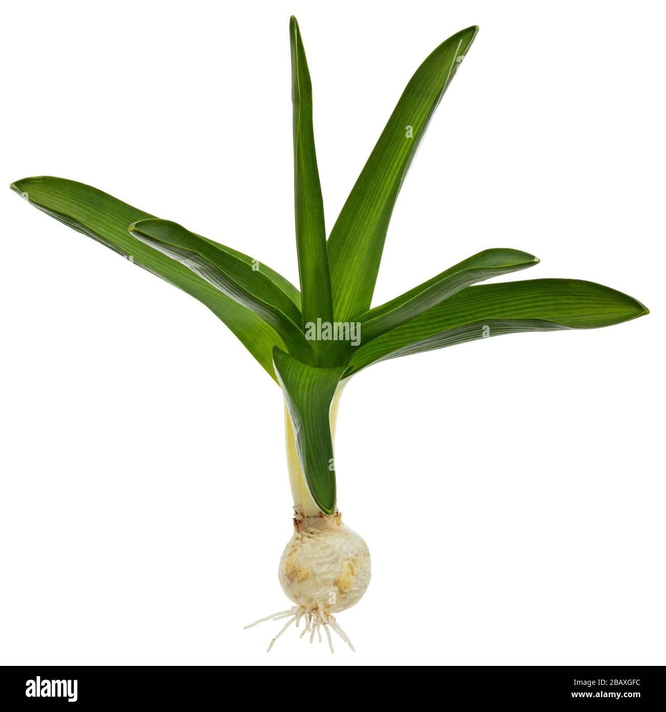 Green leaves, bulb and roots of hyacinth flower, isolated on white ...