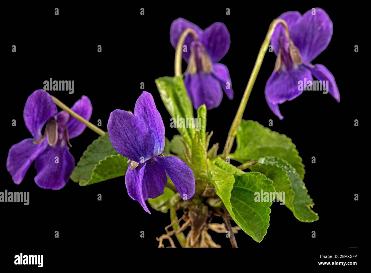 Flowers of the violet with root, lat. Viola odorata, isolated on black ...