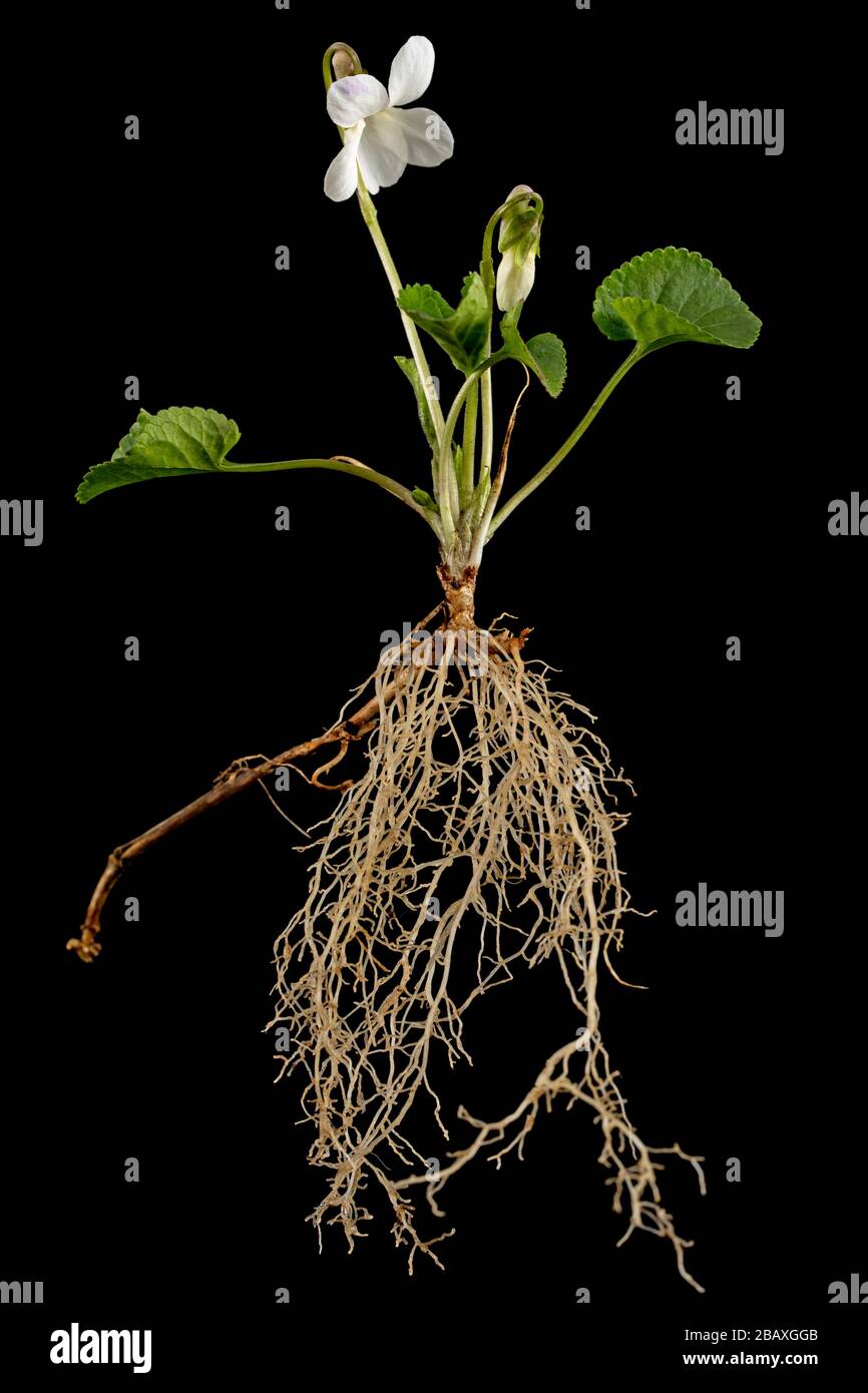 White flowers of the violet with root, lat. Viola odorata, isolated on ...