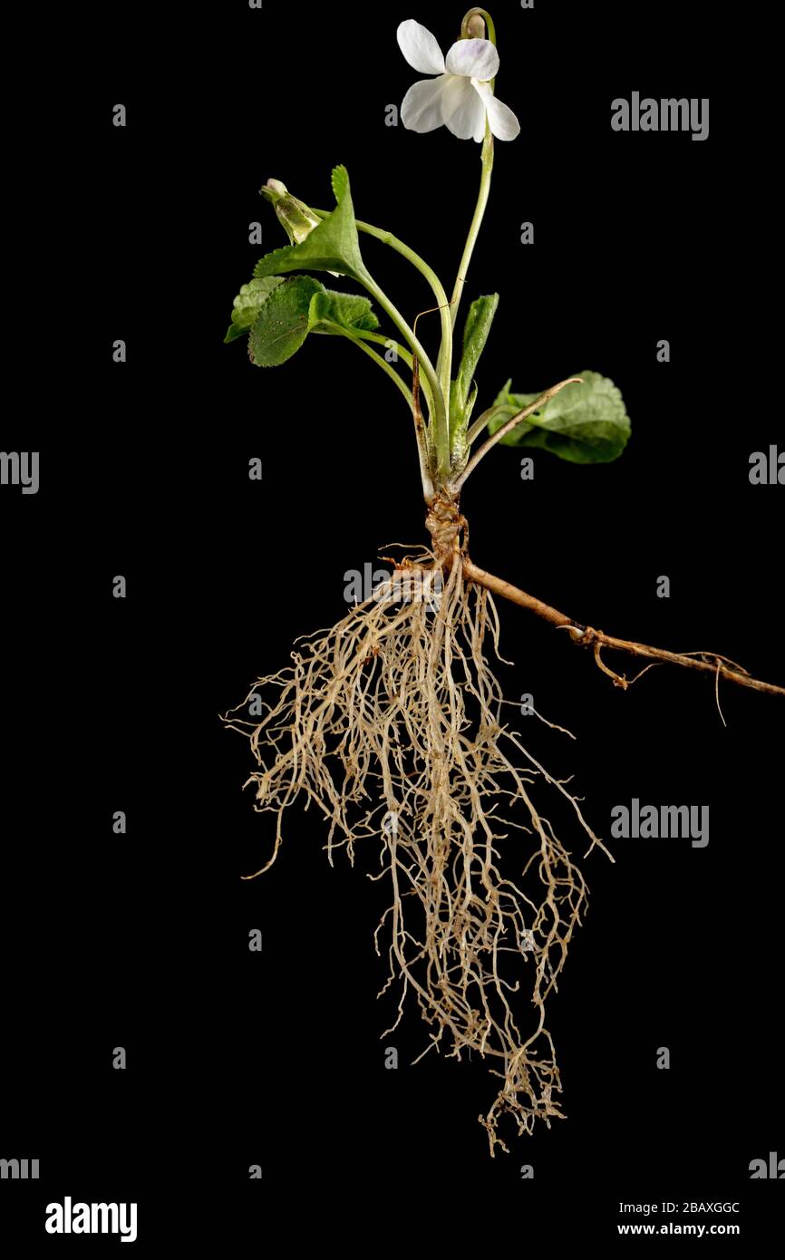 White flowers of the violet with root, lat. Viola odorata, isolated on ...