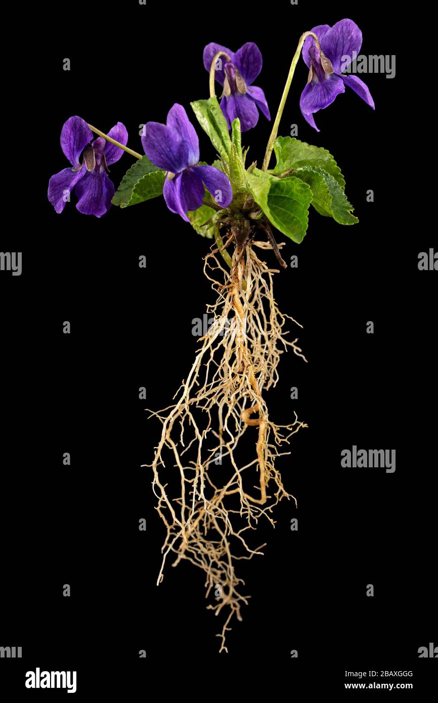 Flowers of the violet with root, lat. Viola odorata, isolated on black ...