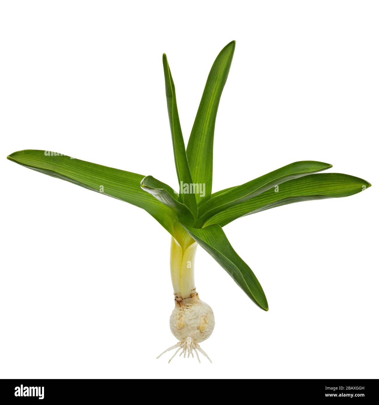 Green leaves, bulb and roots of hyacinth flower, isolated on white ...