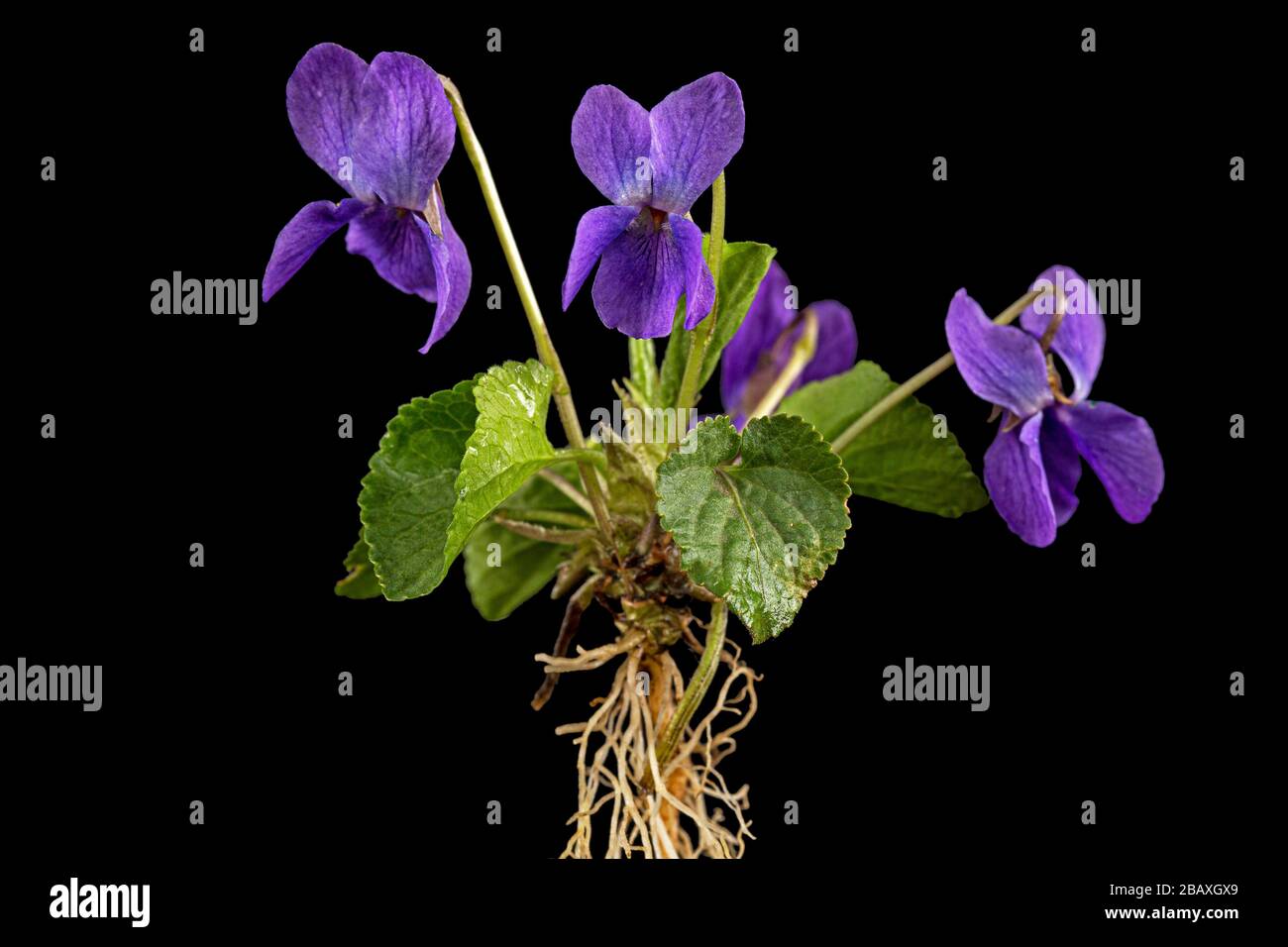 Flowers of the violet with root, lat. Viola odorata, isolated on black ...
