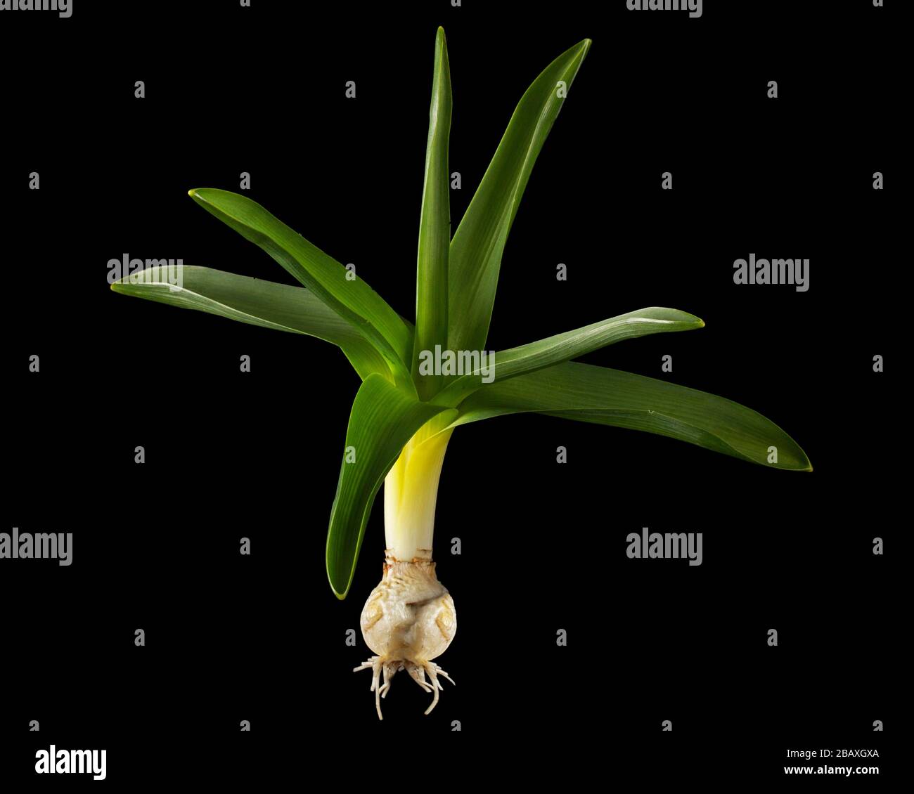 Green leaves, bulb and roots of hyacinth flower, isolated on black ...