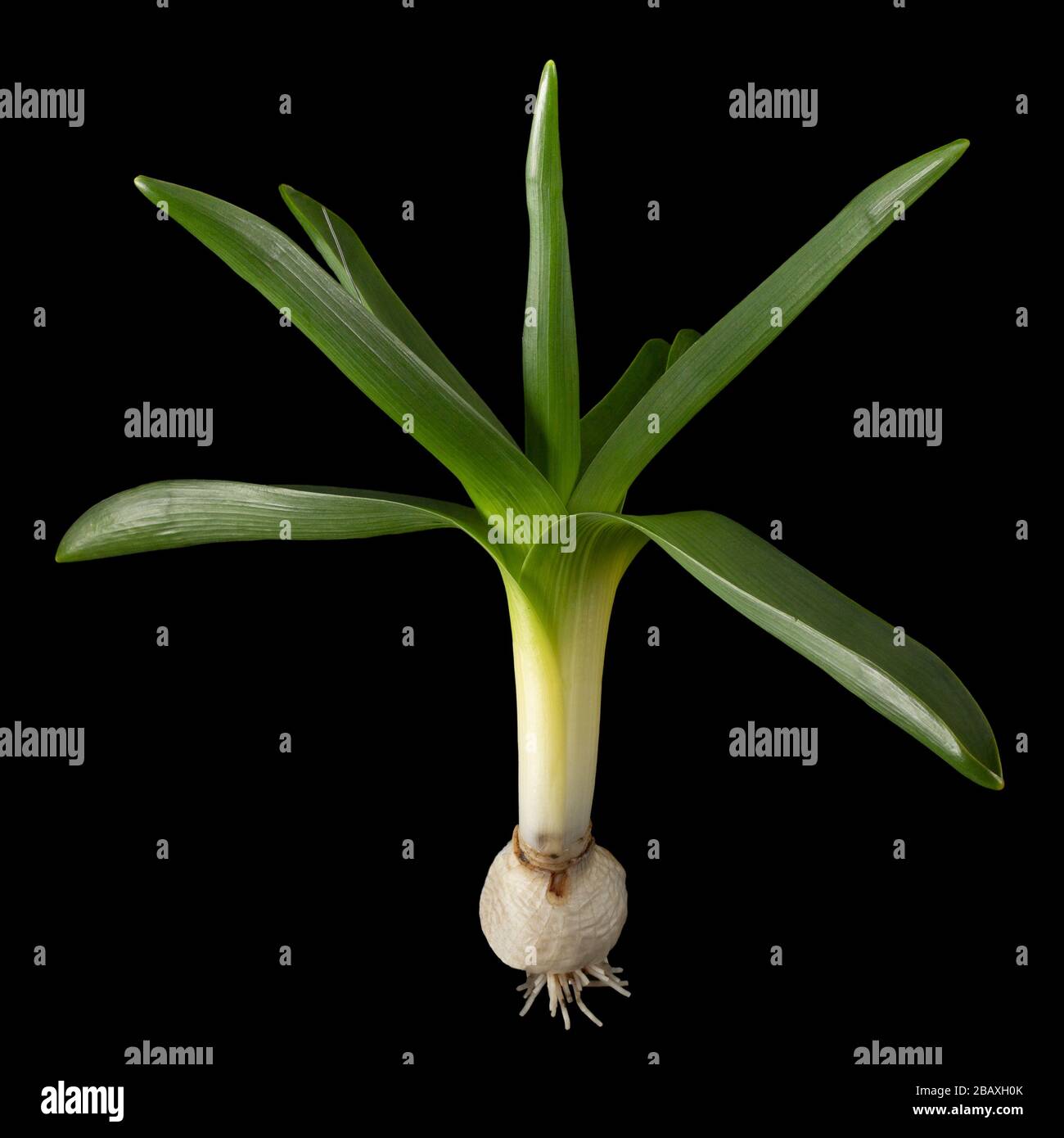 Green leaves, bulb and roots of hyacinth flower, isolated on black ...