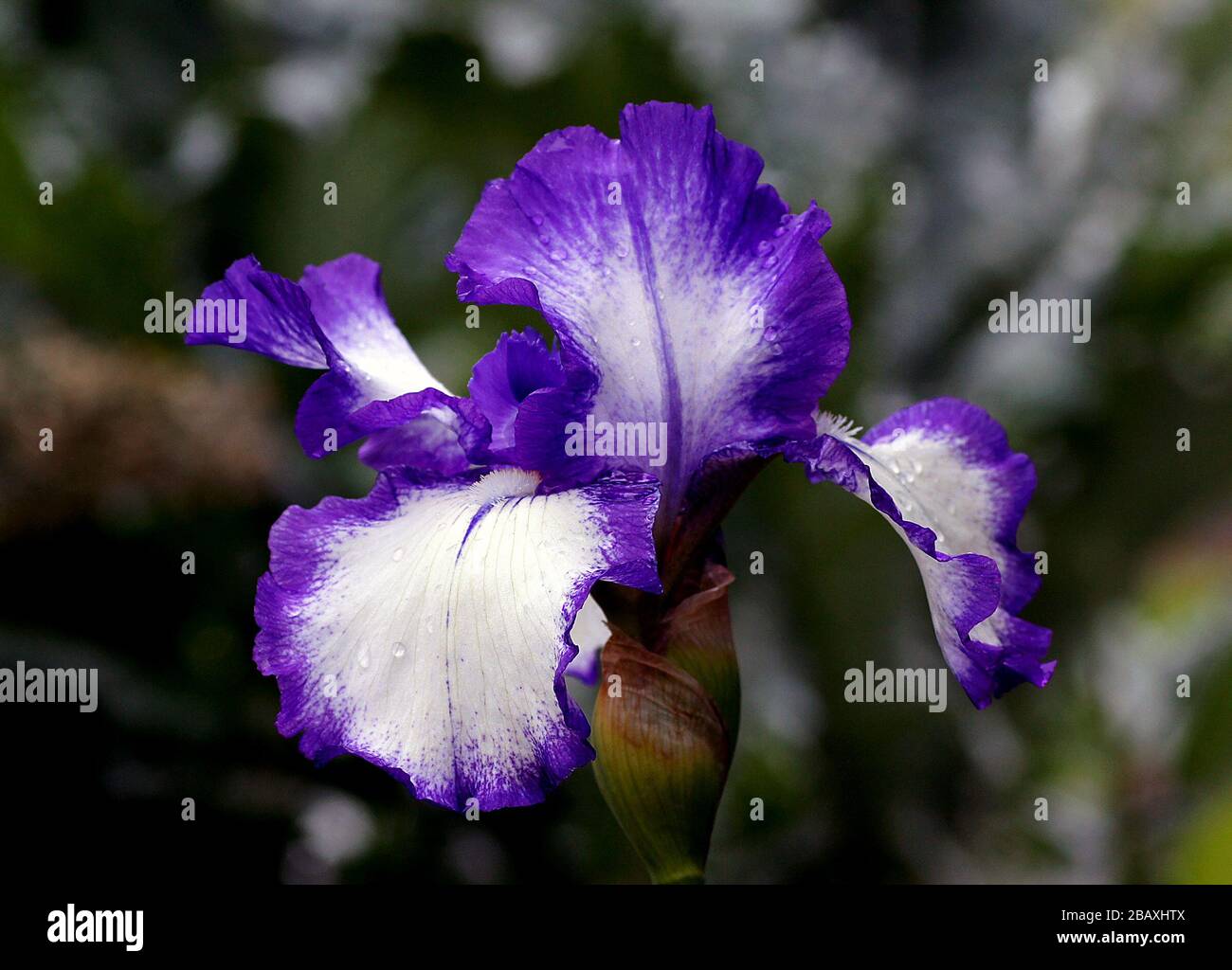 Drooping plants hi-res stock photography and images - Alamy