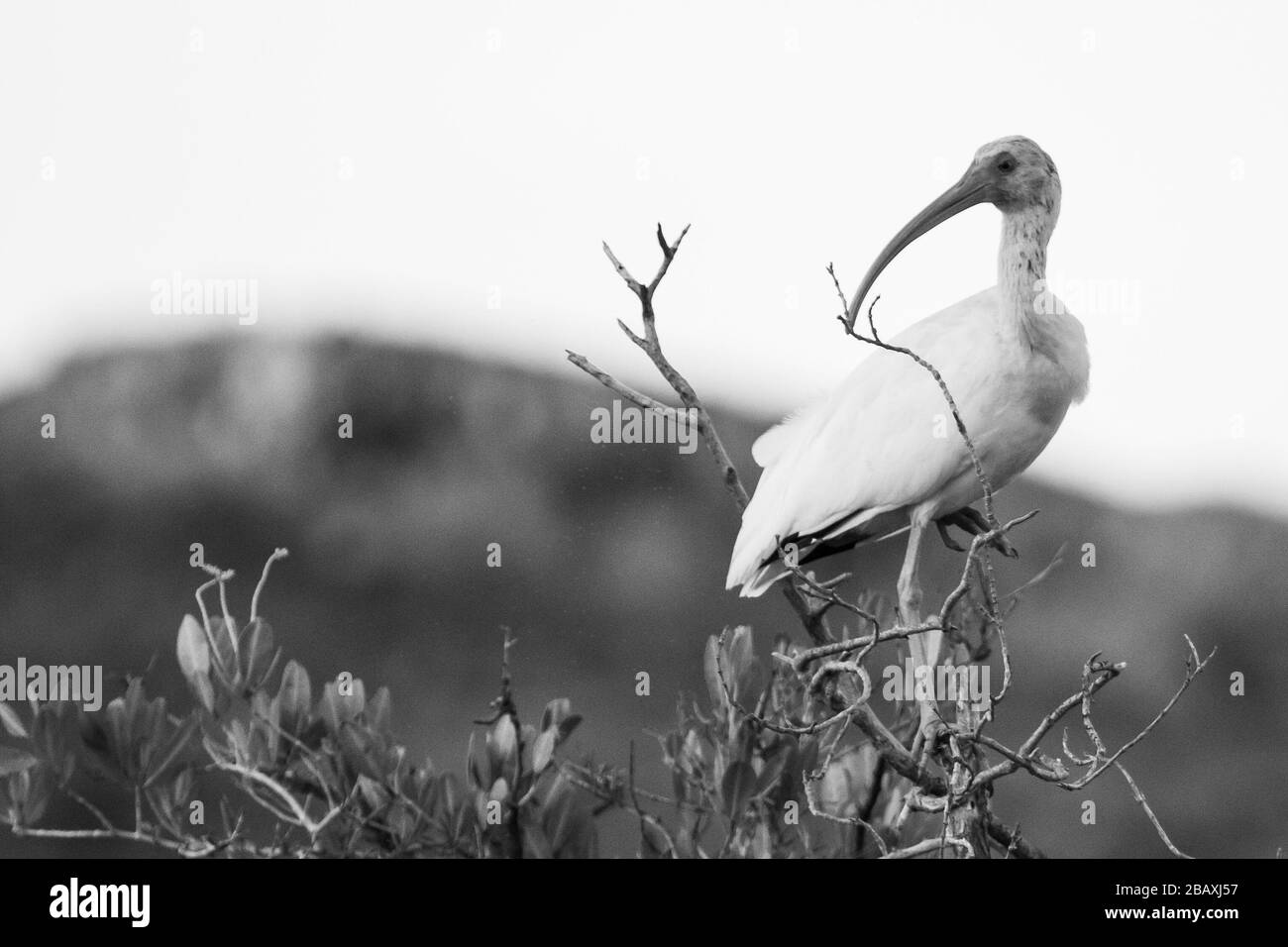 Sleep on the tree Black and White Stock Photos & Images - Alamy