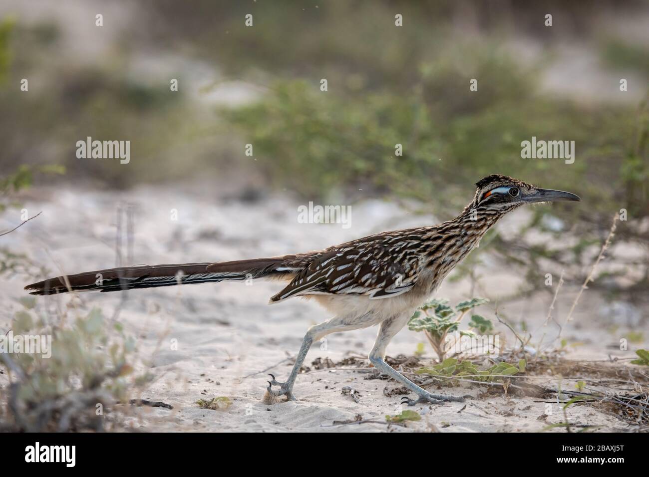 Desert runner hi-res stock photography and images - Alamy