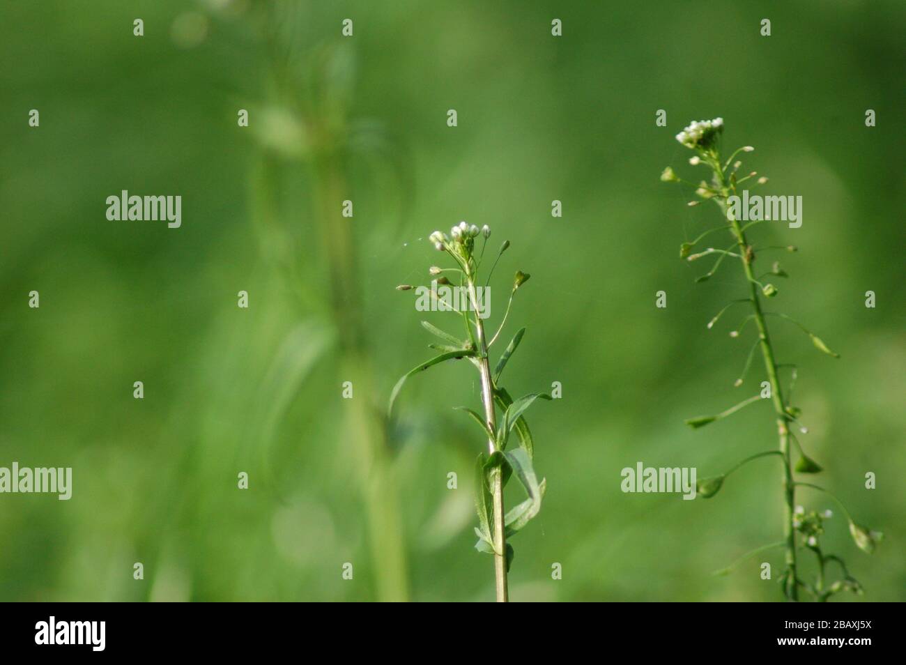 Shepherds Purse Plant High Resolution Stock Photography and Images - Alamy