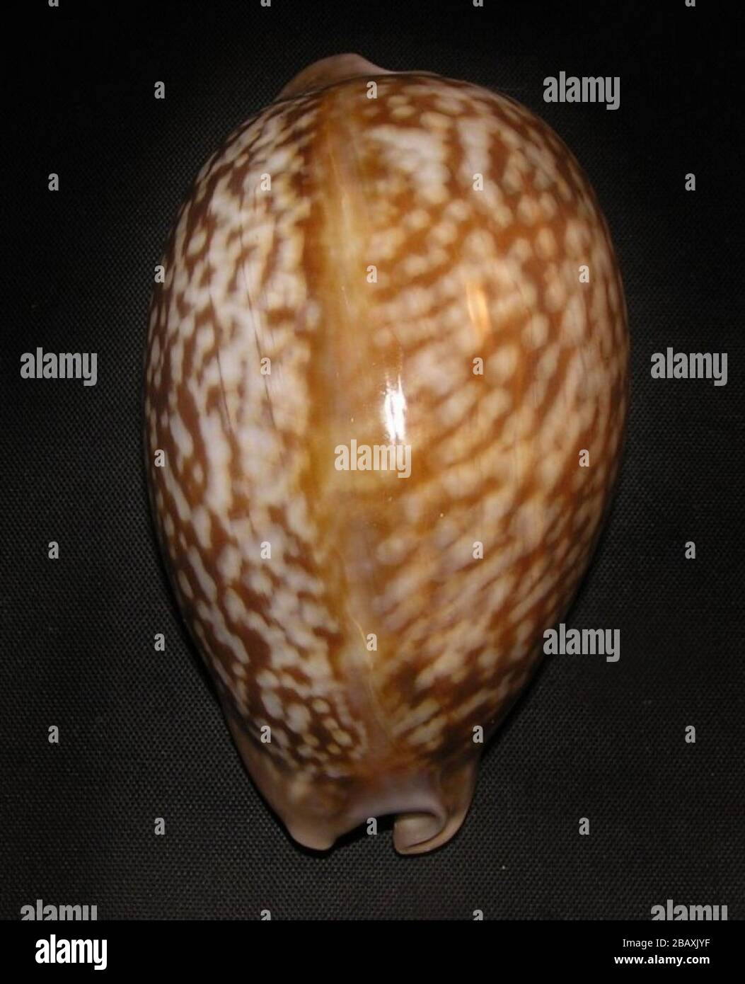 1771 illustration hi-res stock photography and images - Alamy