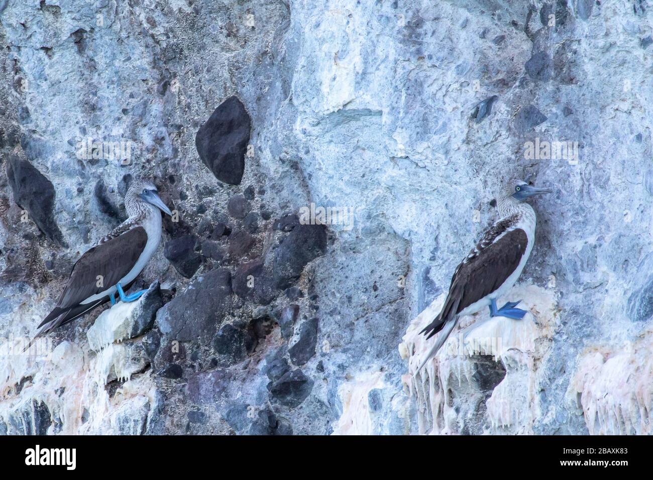 Wild Blue-footed booby bird colony in the Pacific coast of Mexico Stock ...