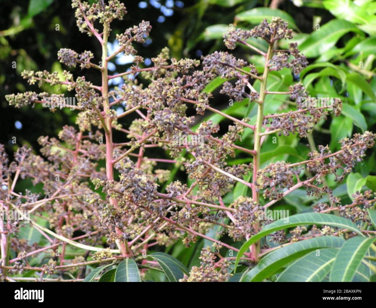 Oidium hi-res stock photography and images - Alamy