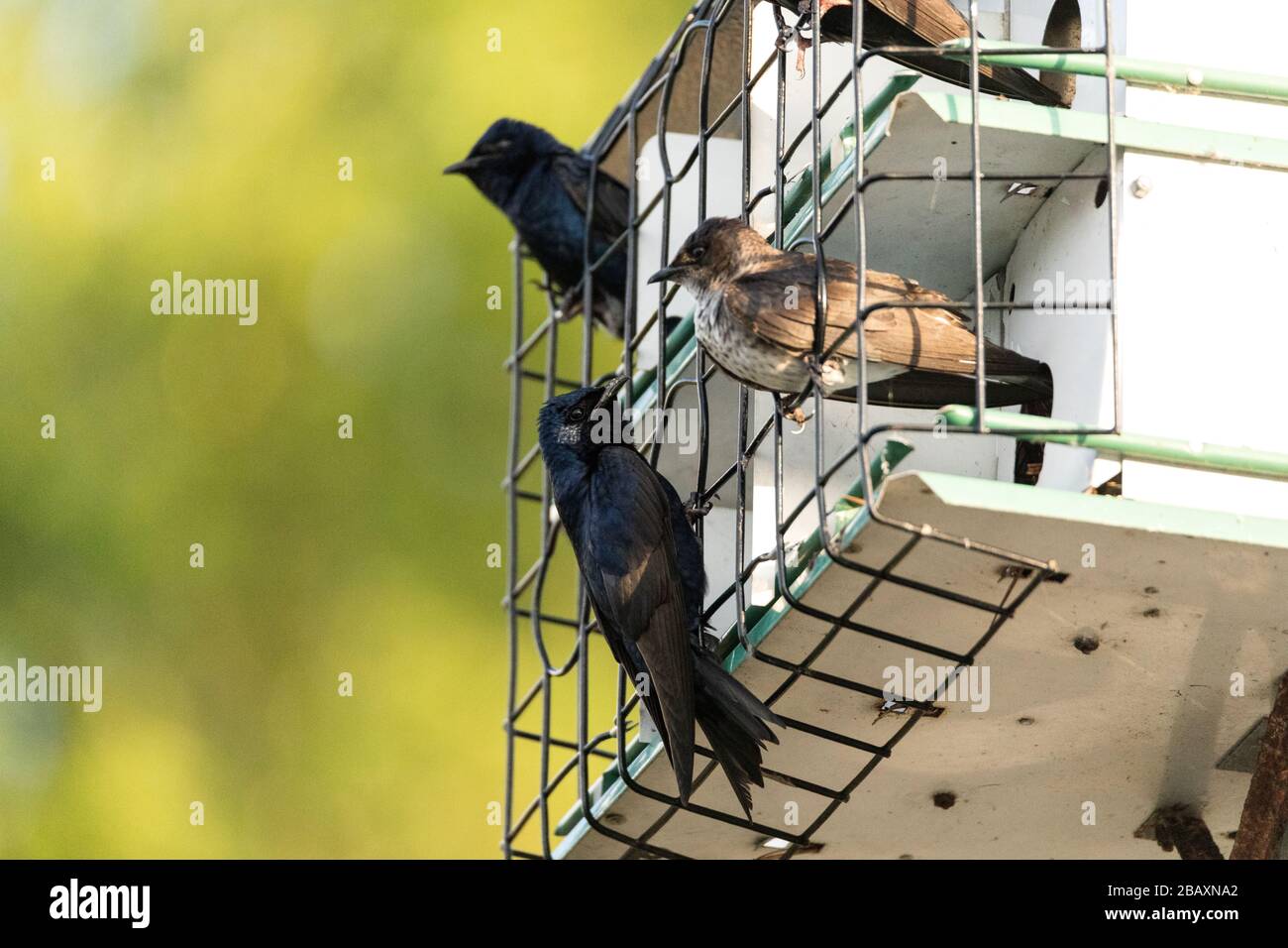 Purple martin bird florida hi-res stock photography and images - Alamy