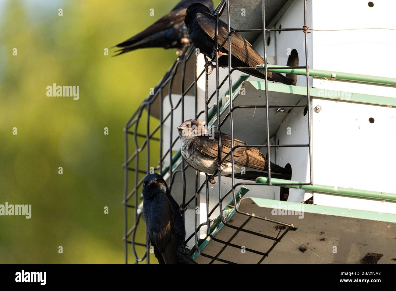Purple martin bird florida hi-res stock photography and images - Alamy