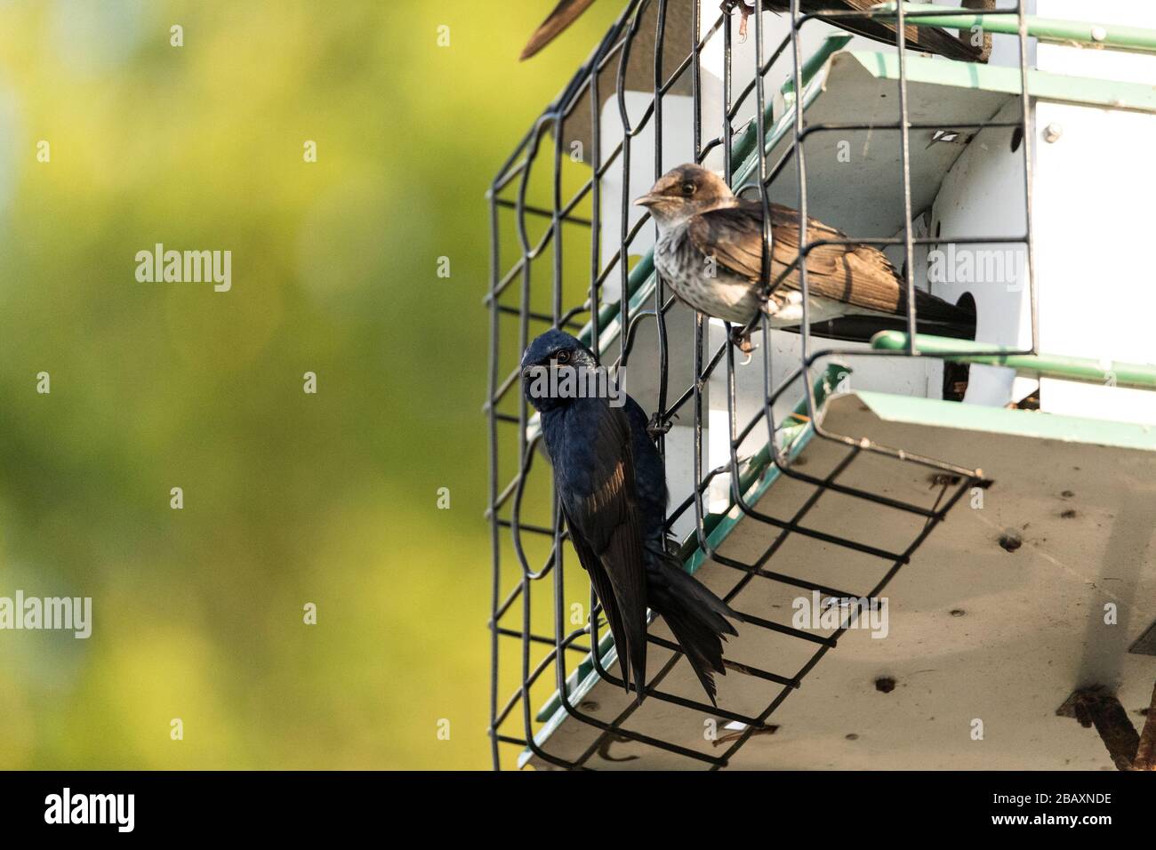 Purple martin Progne subis birds cluster into a birdhouse in Sarasota ...