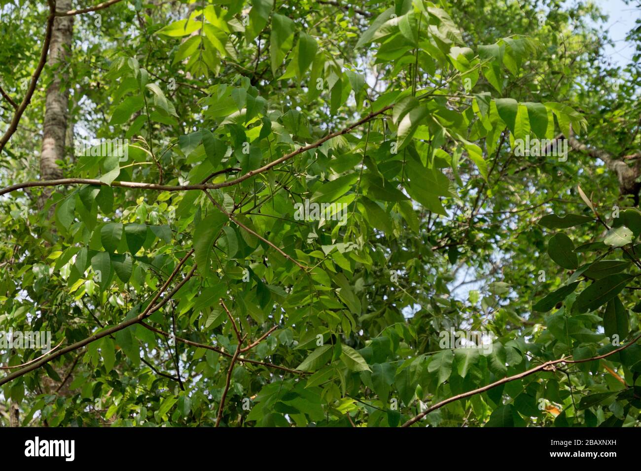 Forest patterns in deep south Alabama, USA Stock Photo - Alamy