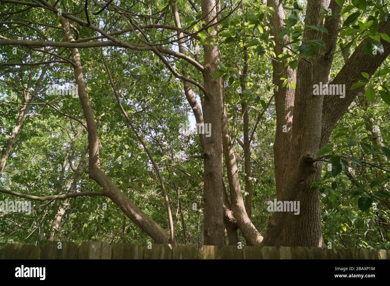 Alabama pattern hi-res stock photography and images - Alamy