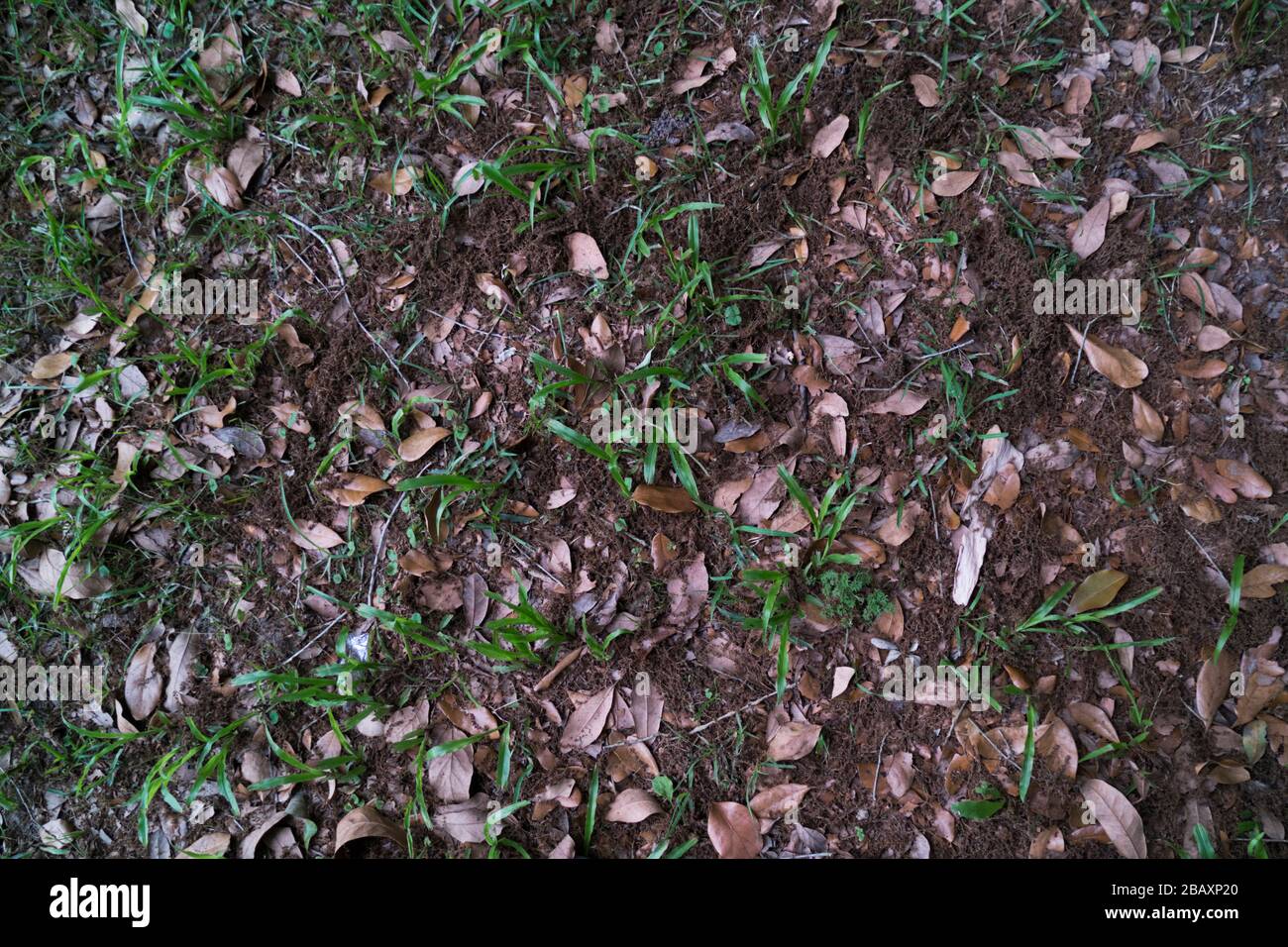 Grass with fallen, dead leaves Stock Photo - Alamy