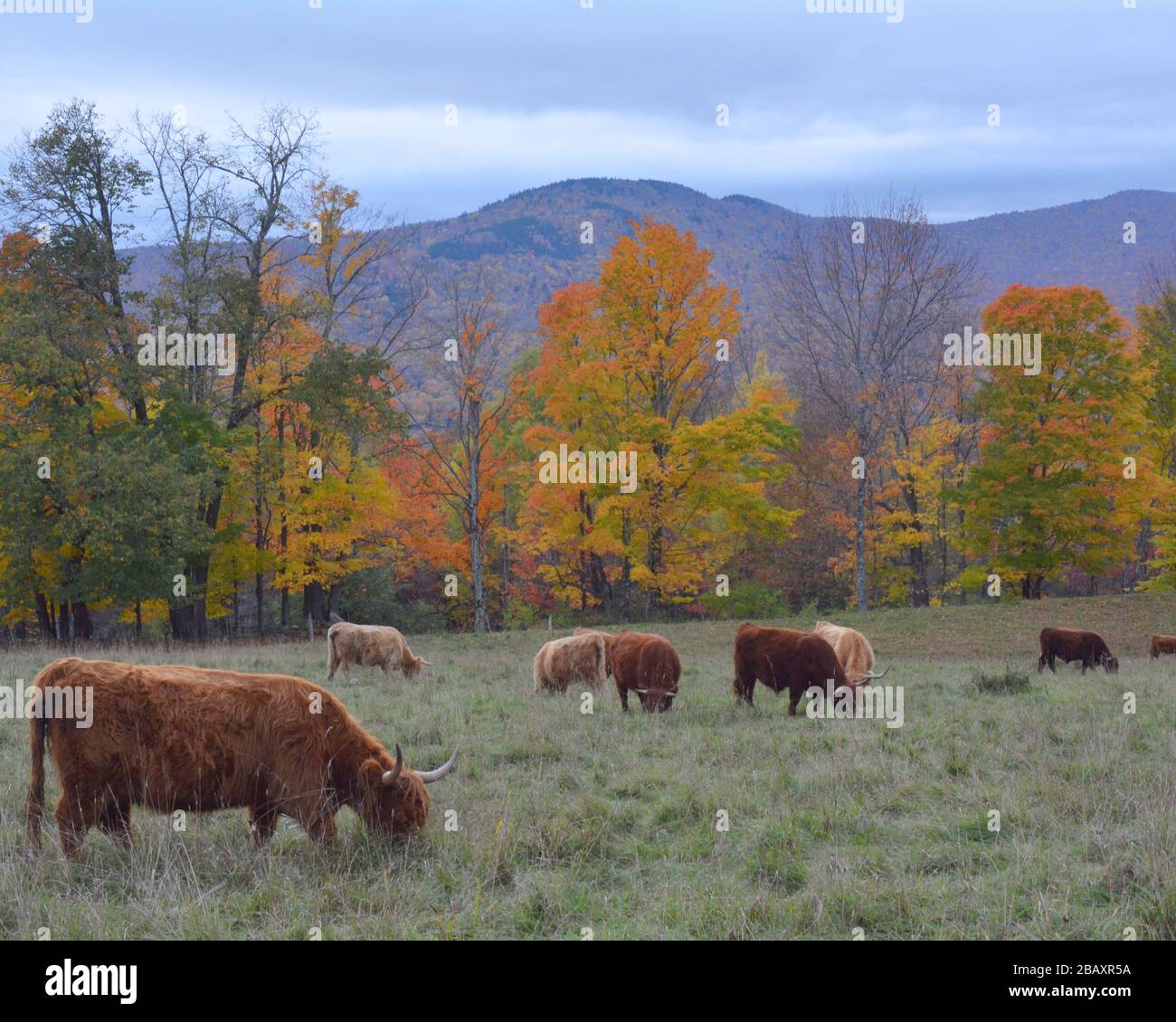 Long horn cows hi-res stock photography and images - Alamy