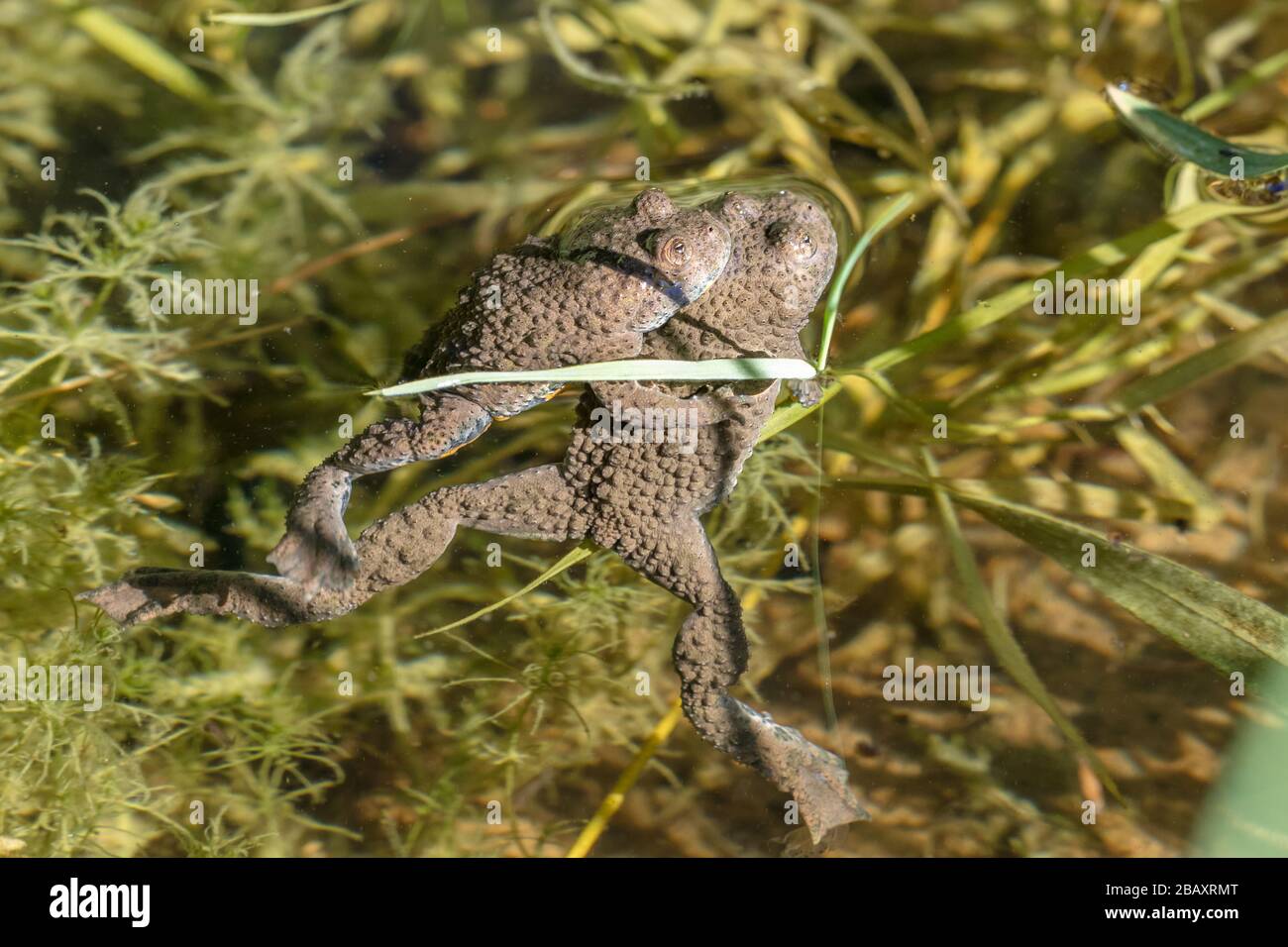 A Pair of rare yellow-bellied toads (Bombina variegata) in its natural ...