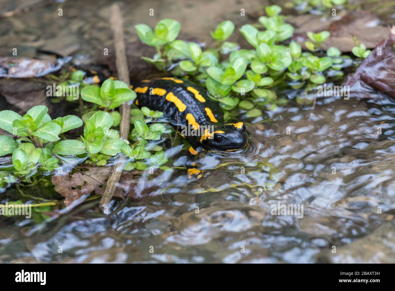 Fire salamander (salamandra salamandra) in its natural habitat at a ...