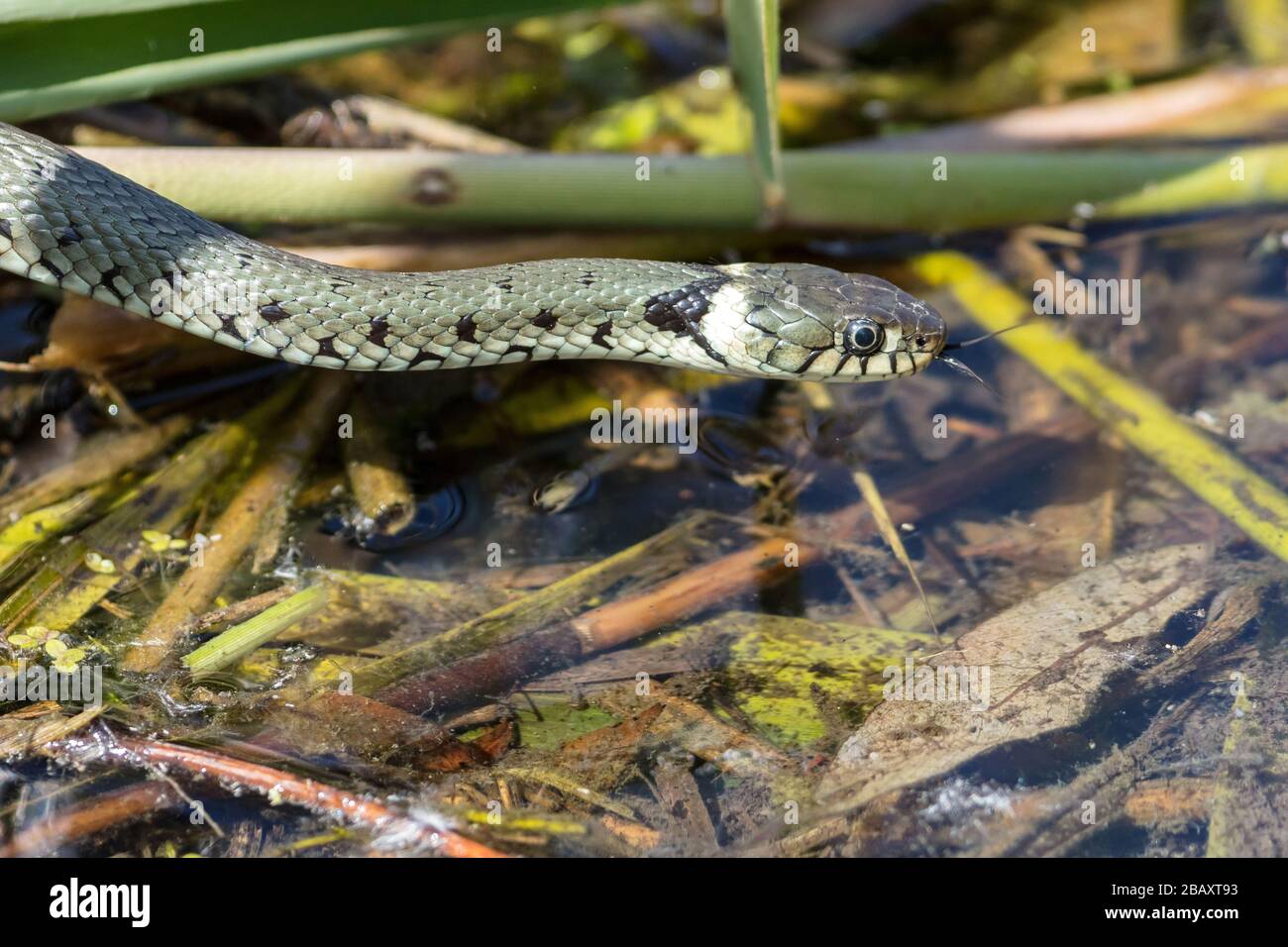 Ringelnatter natrix natrix grass snake hi-res stock photography and ...