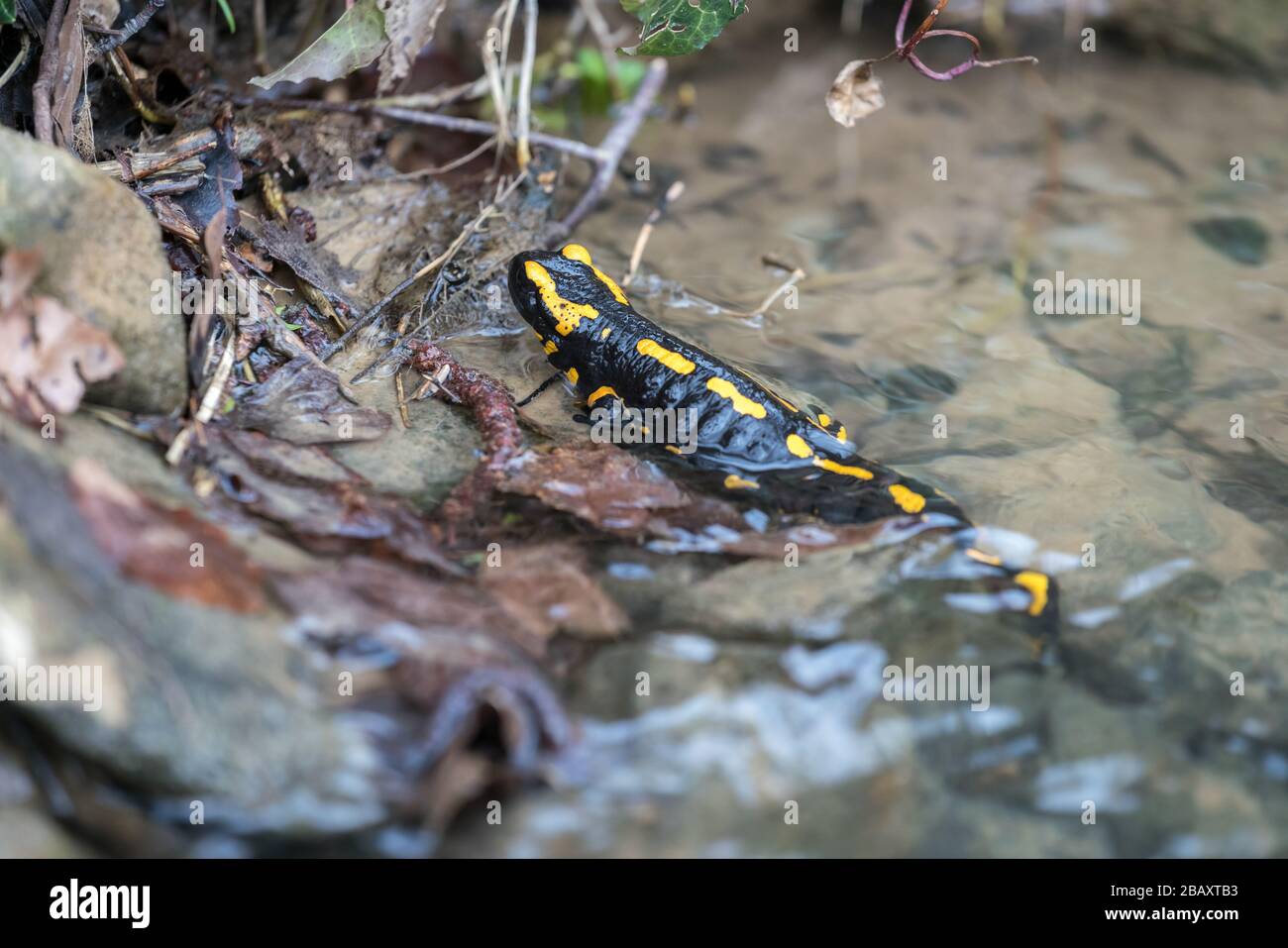 Fire salamanders salamandra salamandra hi-res stock photography and ...