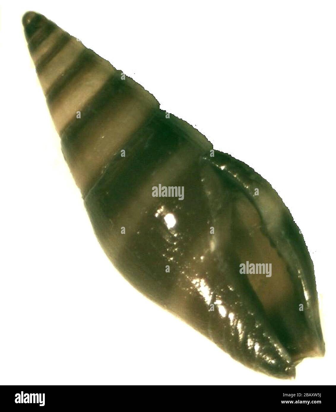 Dove snail hi-res stock photography and images - Alamy