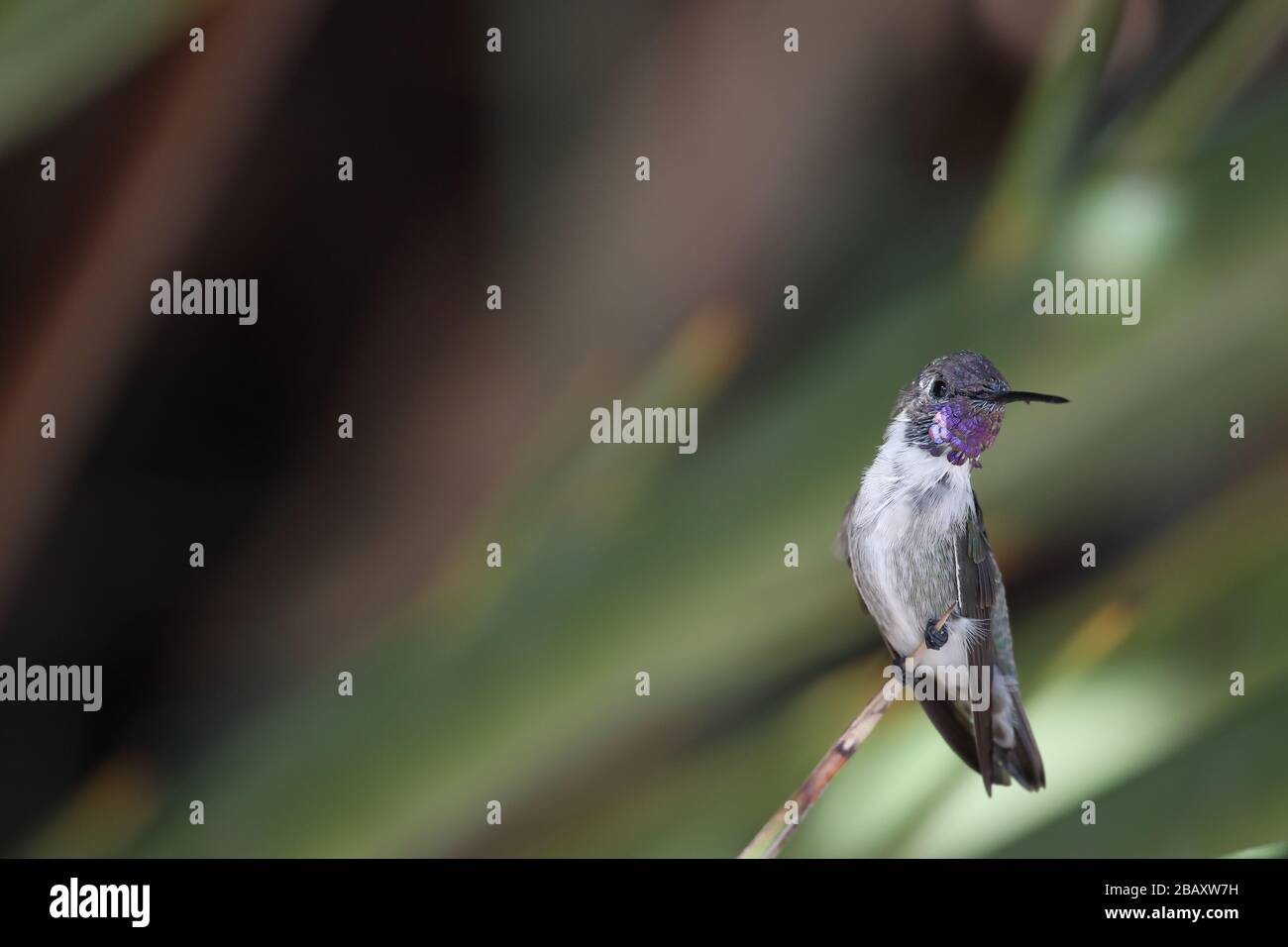 Long billed hummingbird hi-res stock photography and images - Alamy