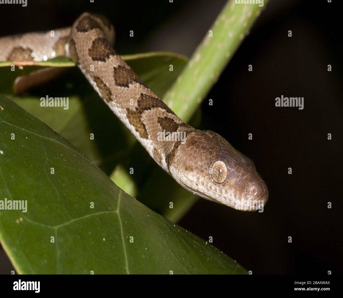 Creeping snakes hi-res stock photography and images - Alamy