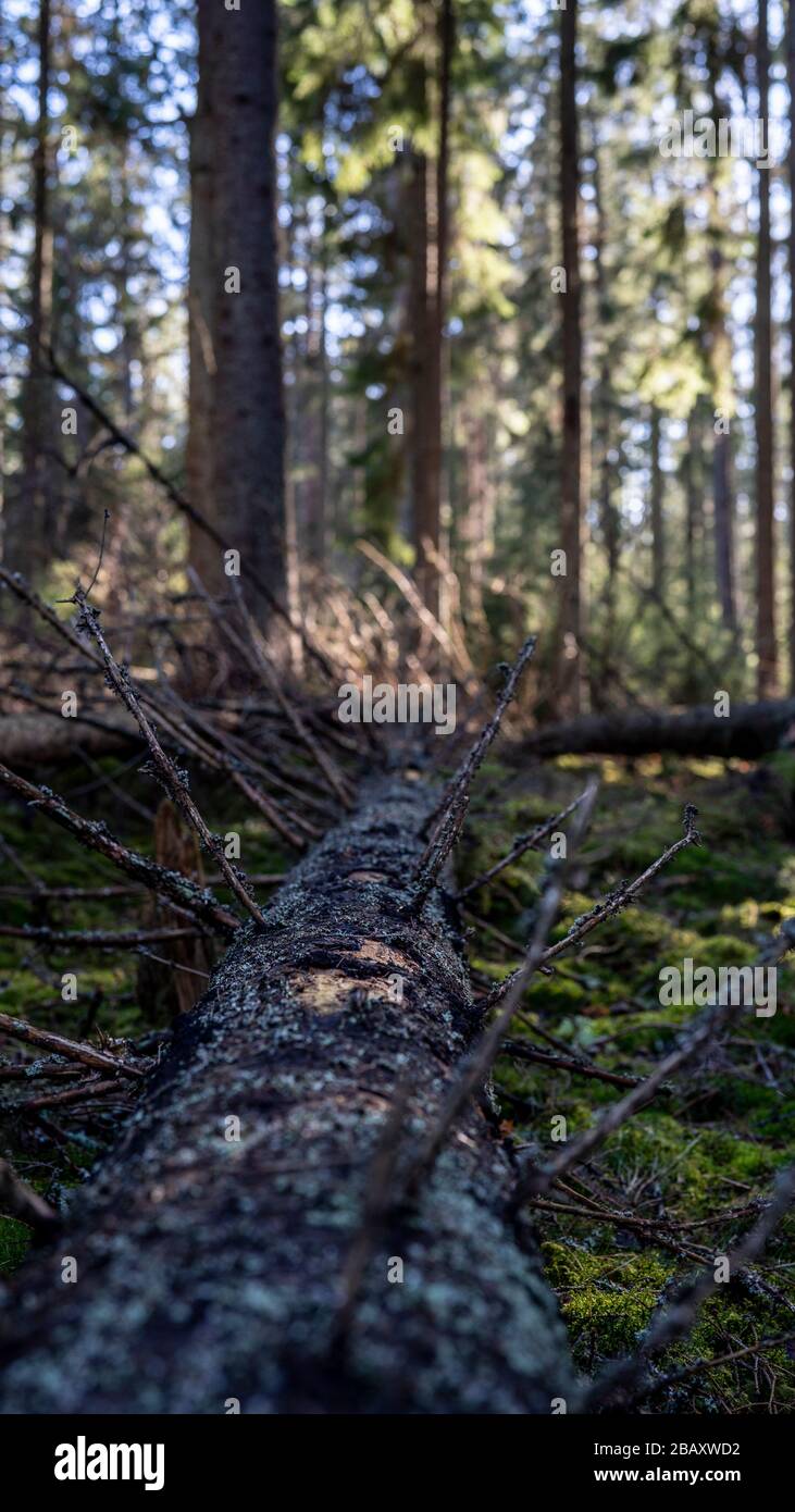 fallen trees. beautiful walk in the forest of jäverön in sweden Stock ...