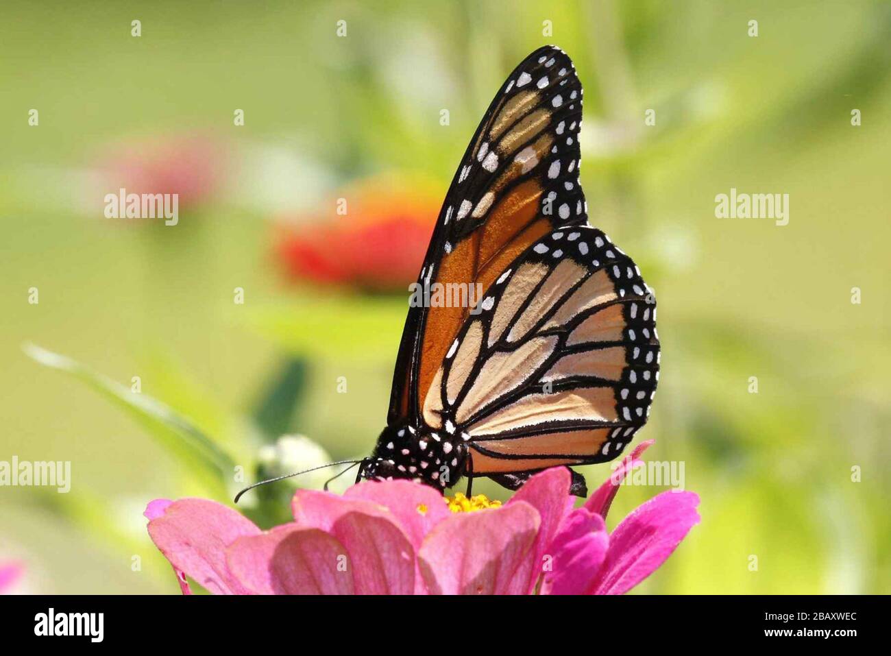 Monarch butterfly stock hi-res stock photography and images - Alamy