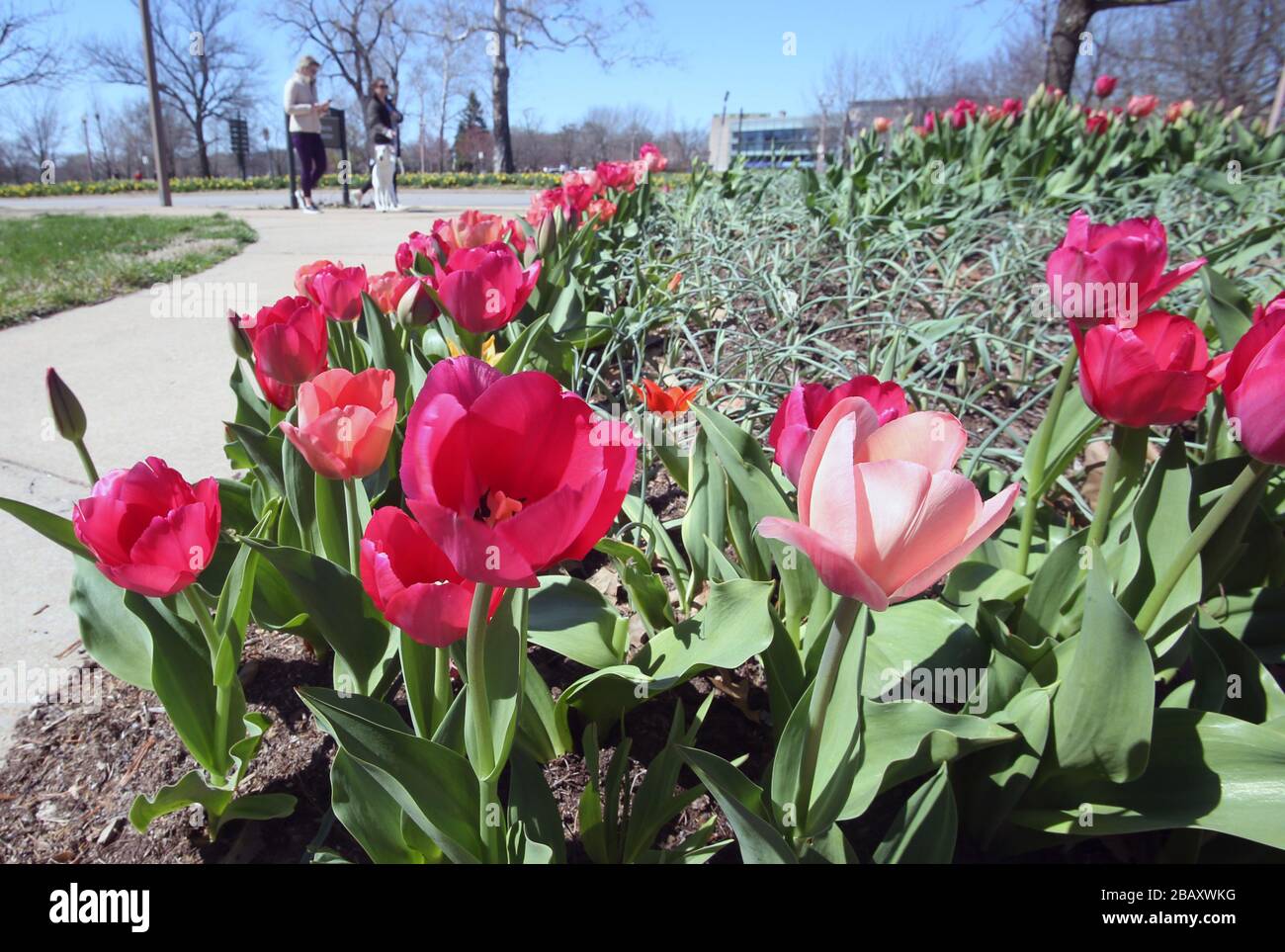St. Louis, United States. 29th Mar, 2020. Red tulips have begun to ...