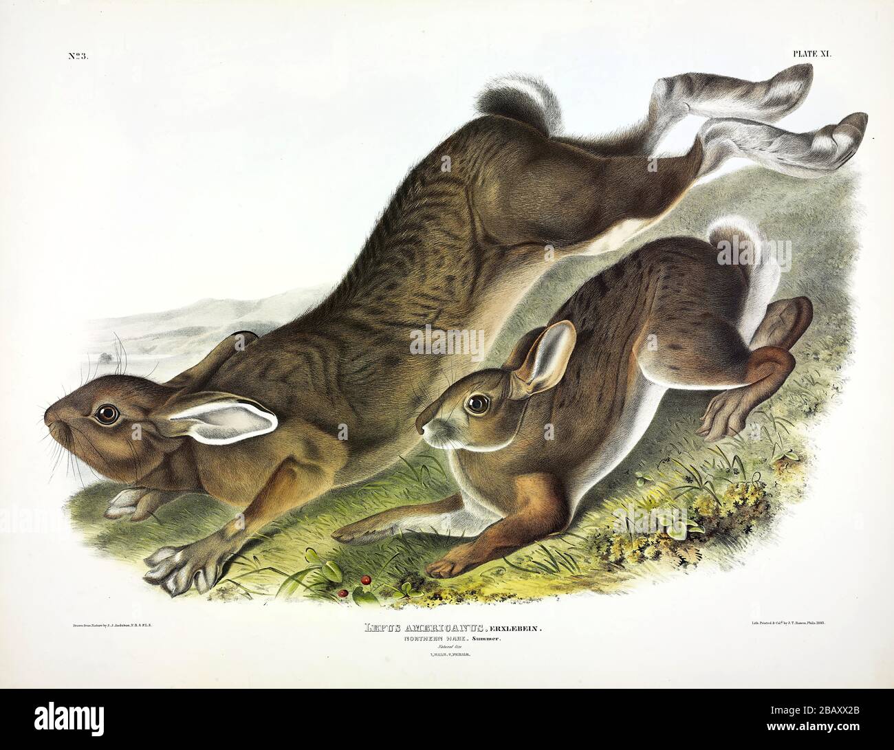 Northern Hare, summer (Snowshoe Hare) The Viviparous Quadrupeds of ...