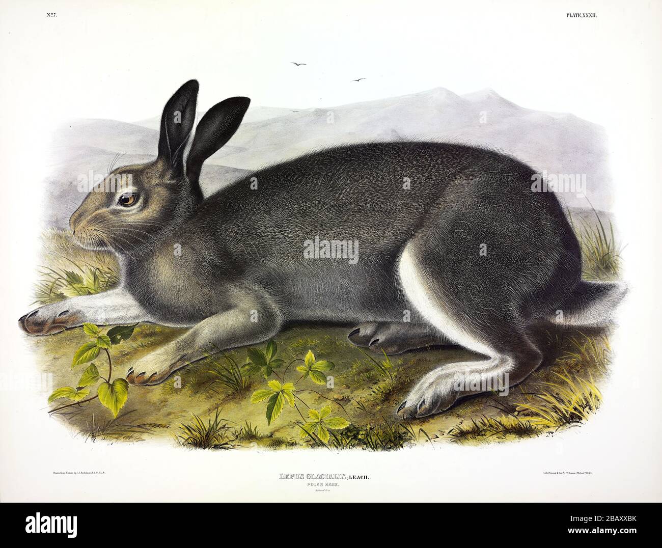 Plate 32 Polar Hare (Arctic Hare) The Viviparous Quadrupeds of North ...