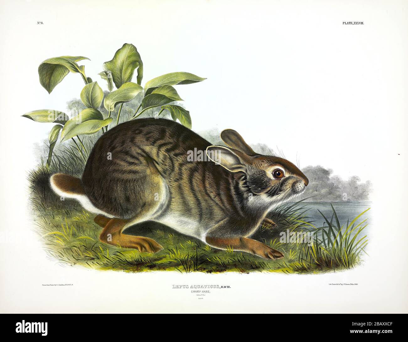 Lepus aquaticus hi-res stock photography and images - Alamy