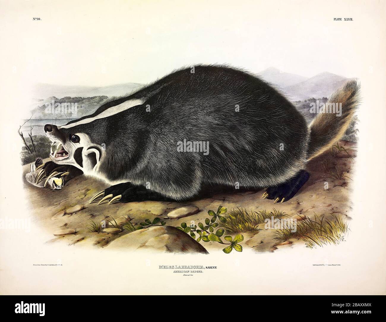 James badger hi-res stock photography and images - Alamy