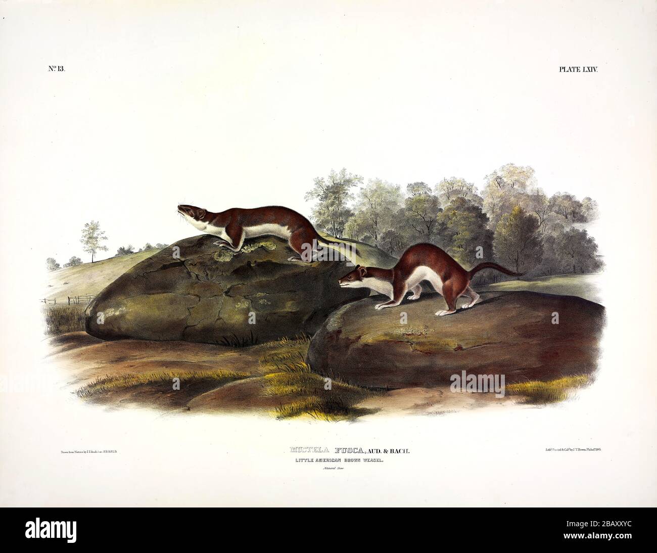 Plate 64 Little Brown Weasel (Stoat, Ermine, Long-tailed Weasel) The ...