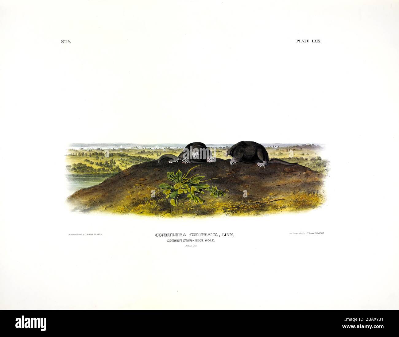 Condylura cristata hi-res stock photography and images - Alamy