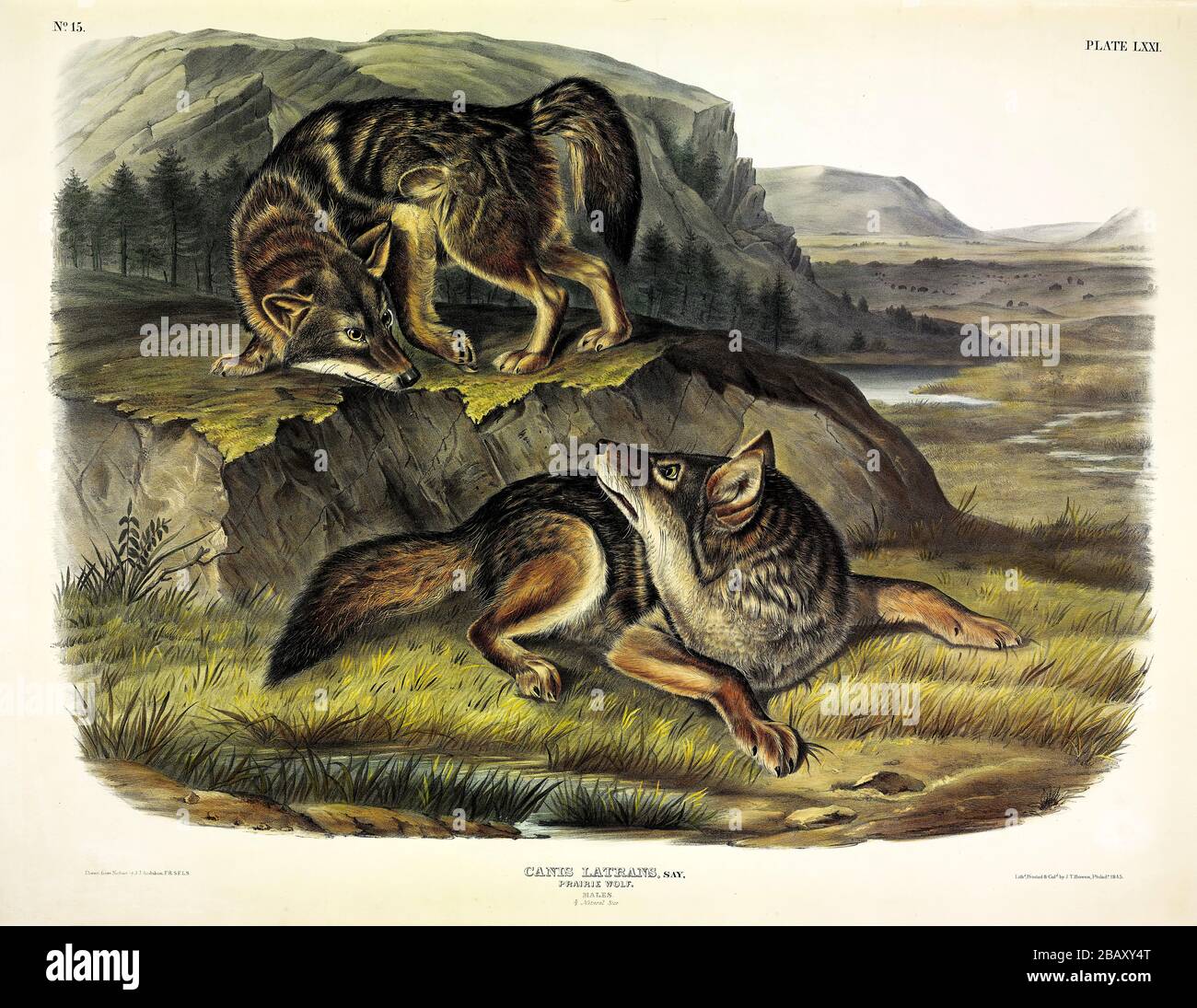 Plate 71 Prairie Wolf (Canis Latrans) (Coyote) The Viviparous ...