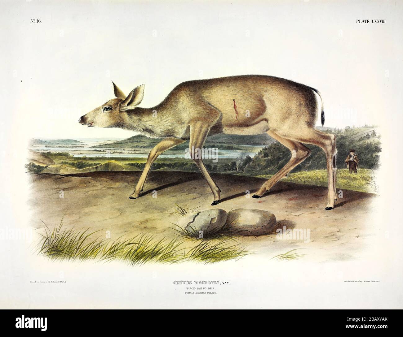 Plate 78 Black-tailed Deer (Cervus Macrotis) (Mule Deer) The Viviparous ...