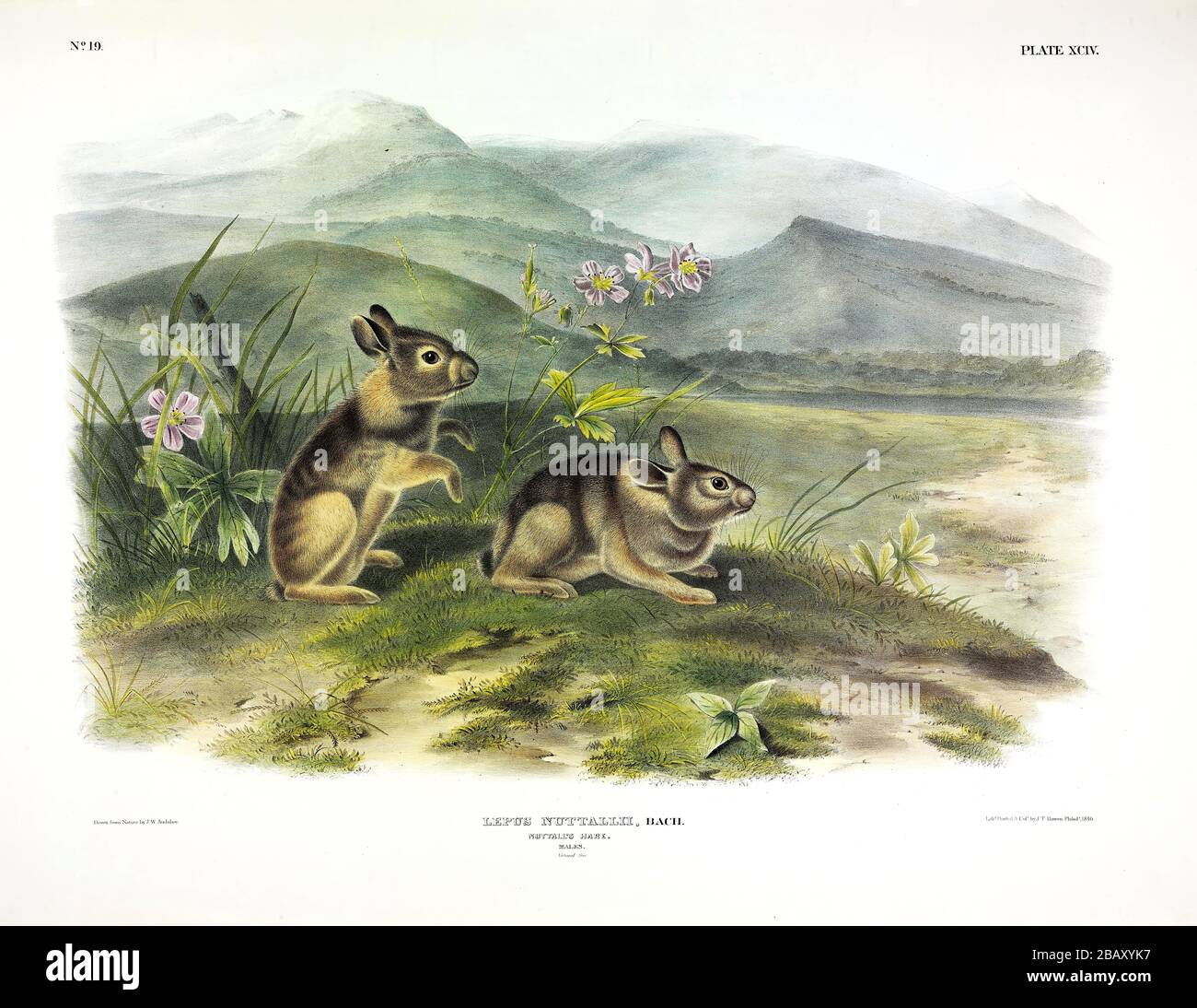Nuttall cottontail hi-res stock photography and images - Alamy