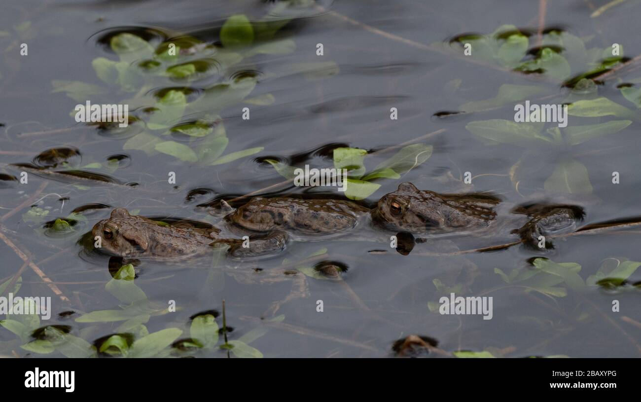 Golden toad mating hi-res stock photography and images - Alamy
