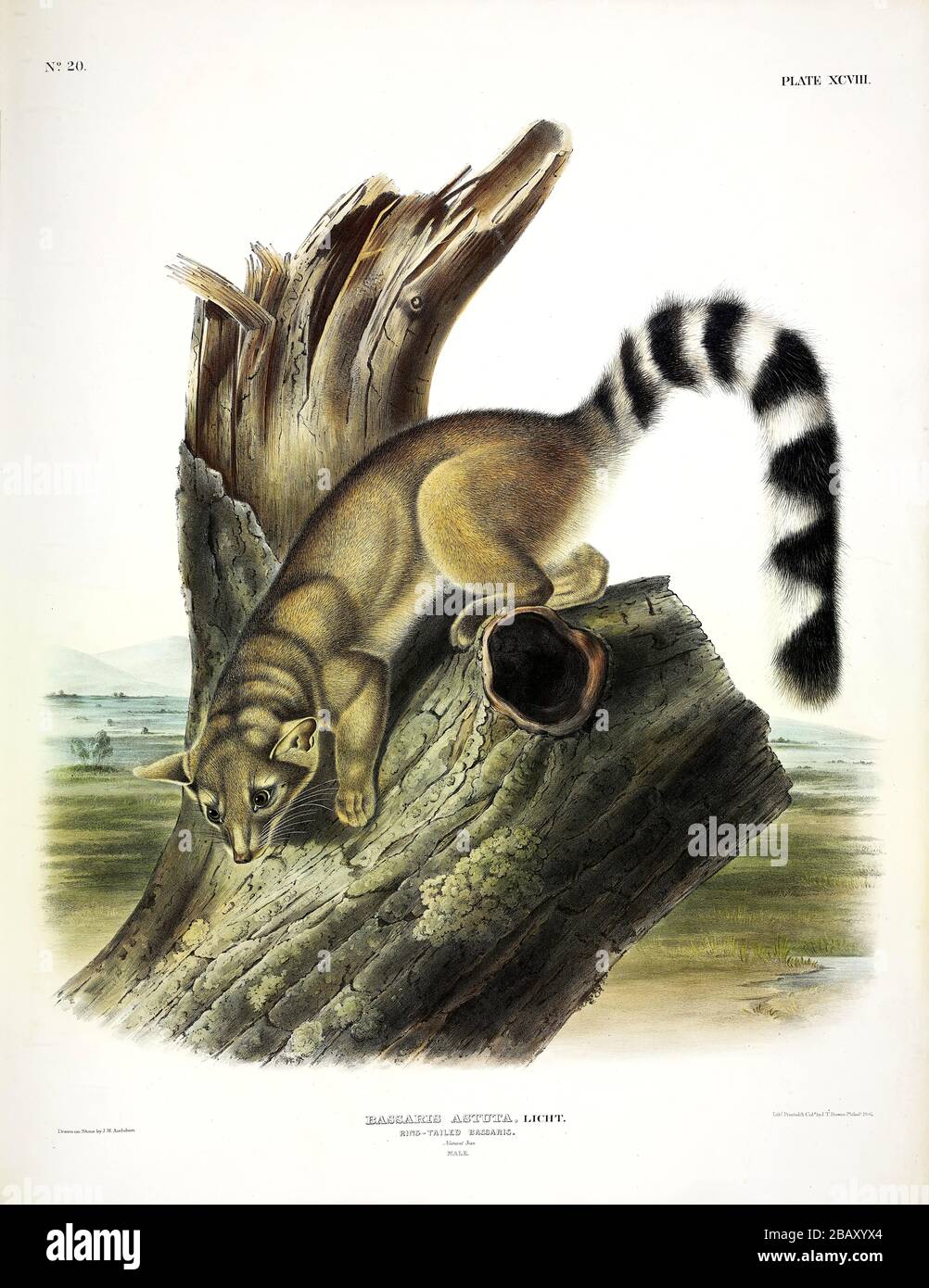 Ringtail cat hi-res stock photography and images - Alamy