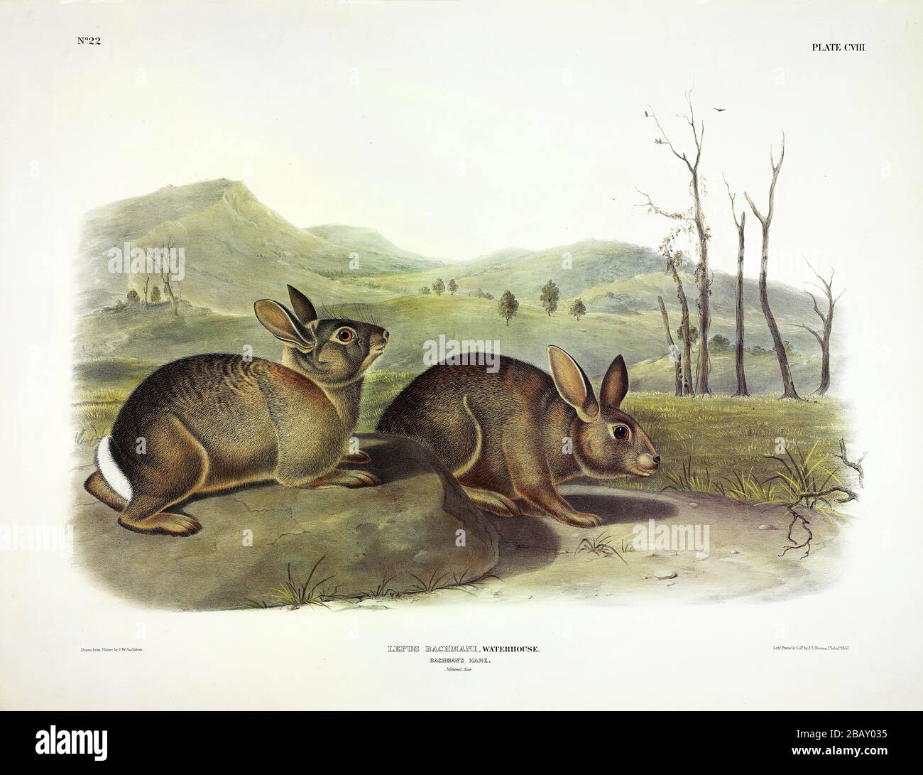 Rabbit illustrations hi-res stock photography and images - Alamy