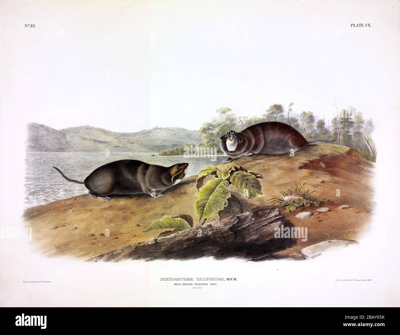 Rat mole house hi-res stock photography and images - Alamy