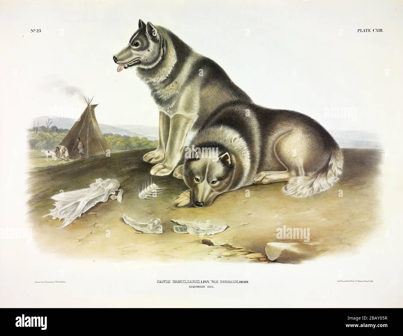 Plate 113 Esquimaux Dog from The Viviparous Quadrupeds of North America ...
