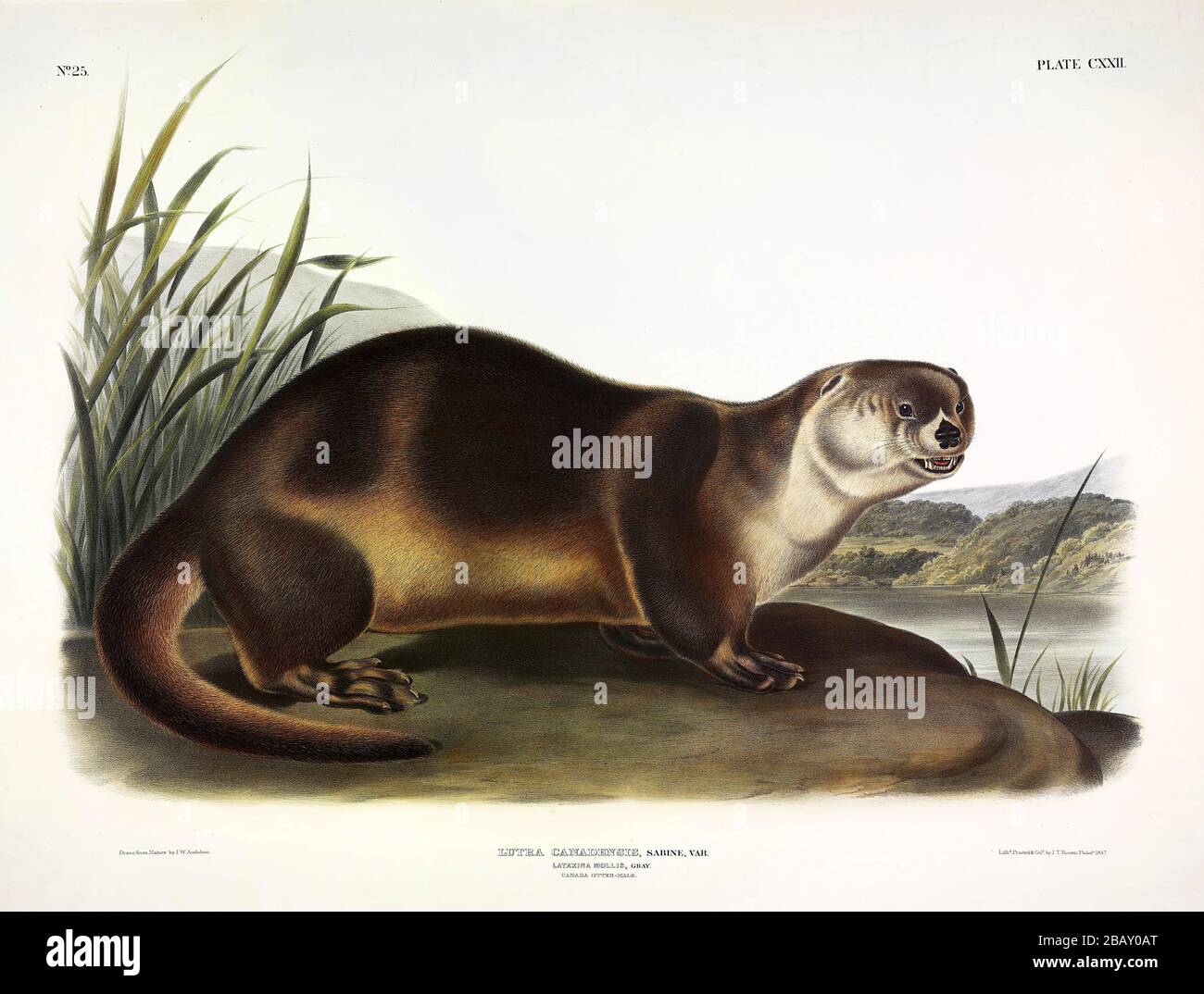 Canadian otter river otter hi-res stock photography and images - Alamy